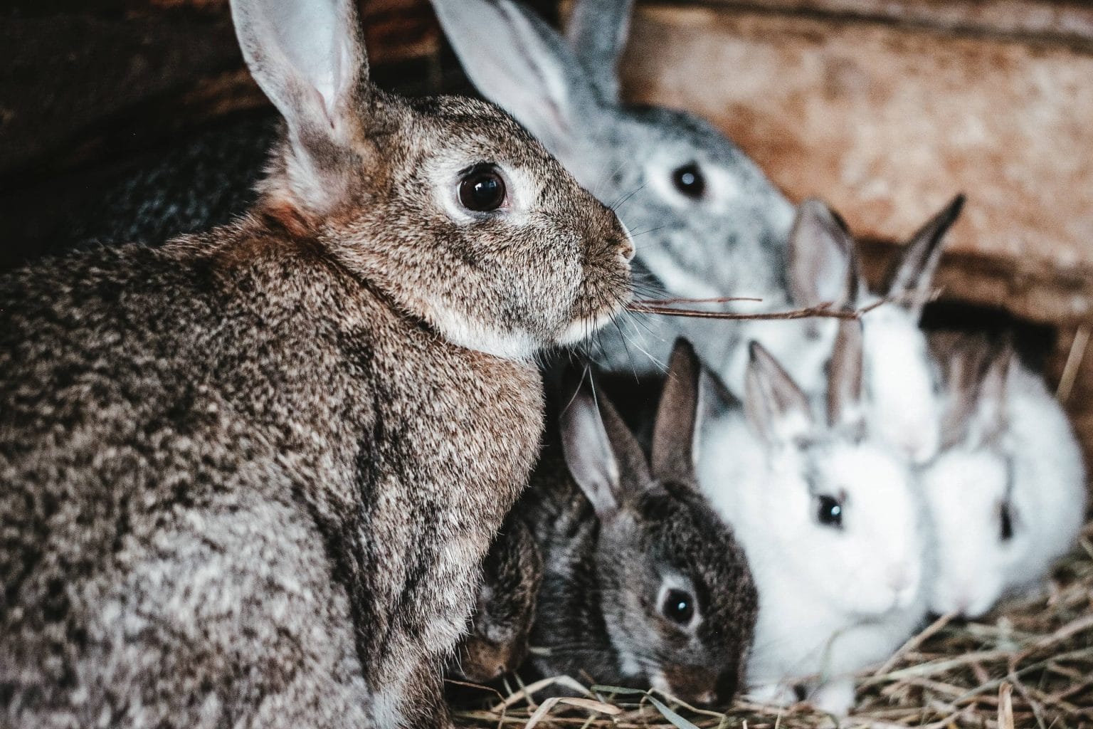 Lapins d'élevage : Guide pratique pour l'élevage de lapins