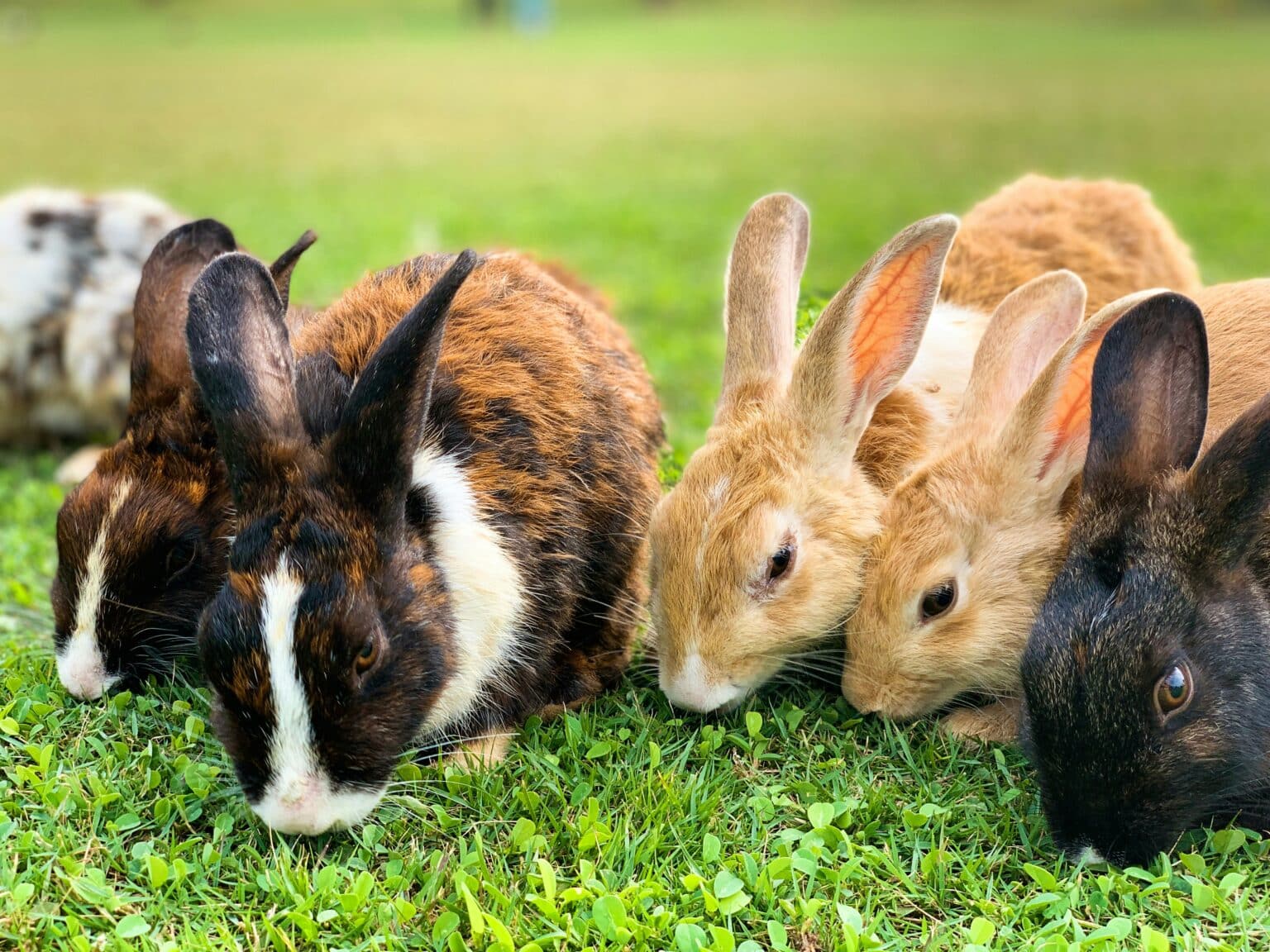 Lapins d'élevage : Guide pratique pour l'élevage de lapins